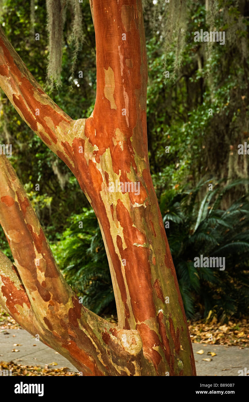 multi colored trunk of the Crape Myrtle tree Lagerstroemia indica cv ...
