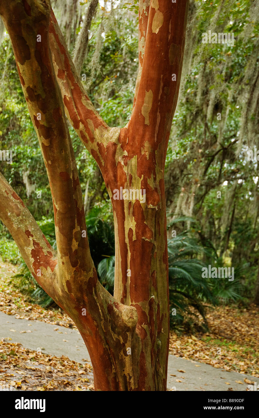 multi colored trunk of the Crape Myrtle tree Lagerstroemia indica cv ...