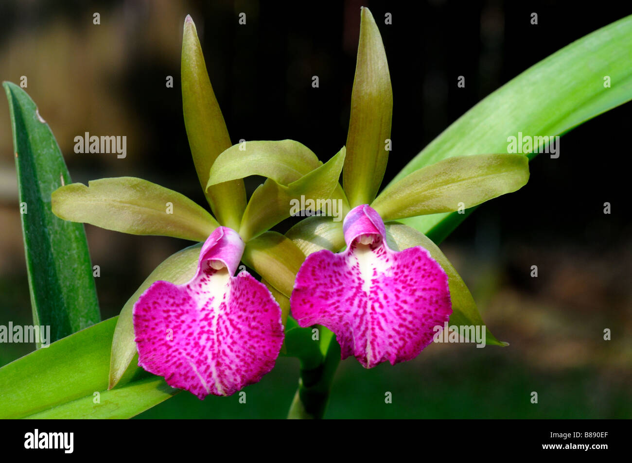 Spotty flower hi-res stock photography and images - Alamy