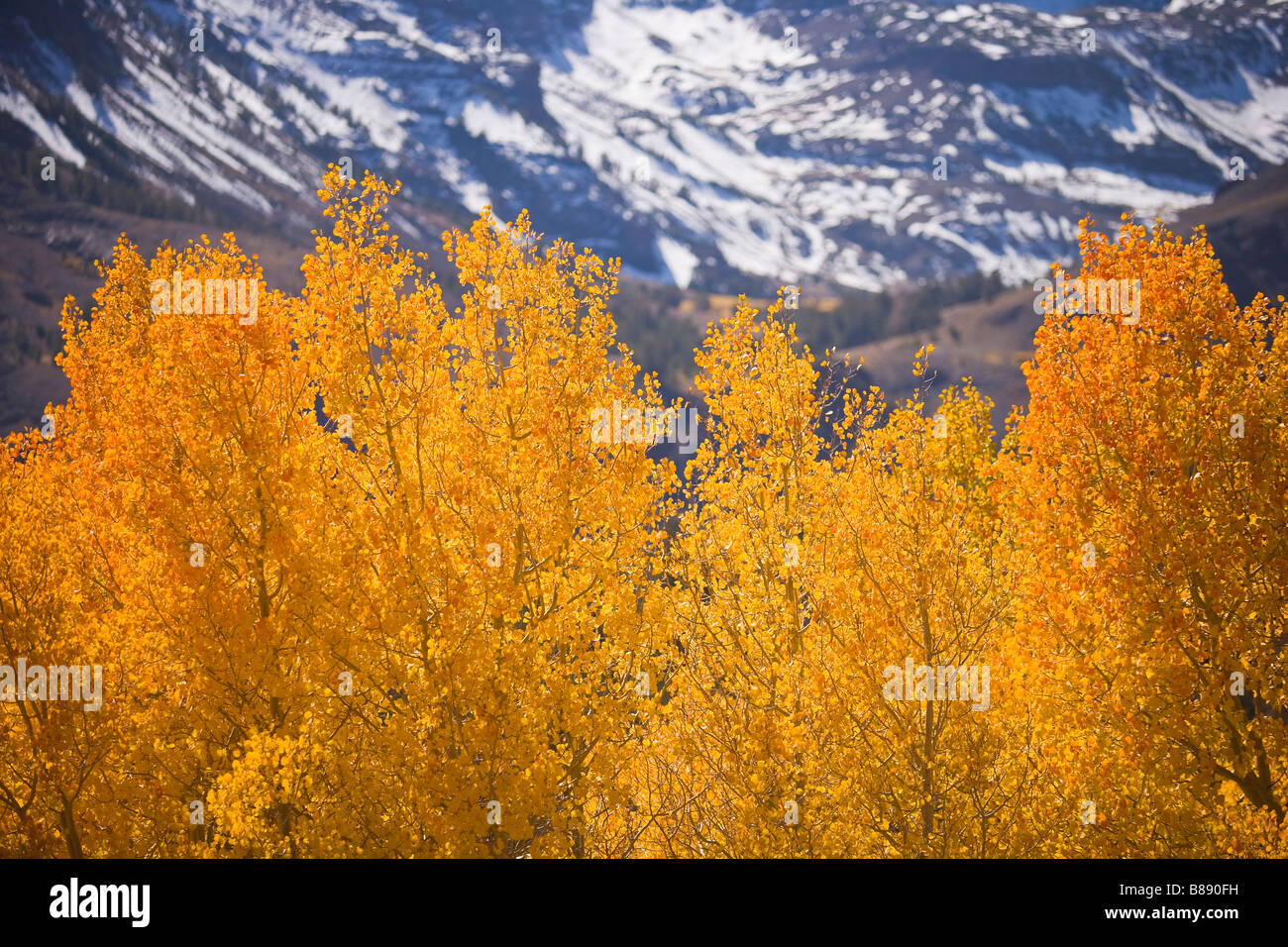 aspen (Populus tremuloides) trees in fall colors Sonora Pass Sierra ...