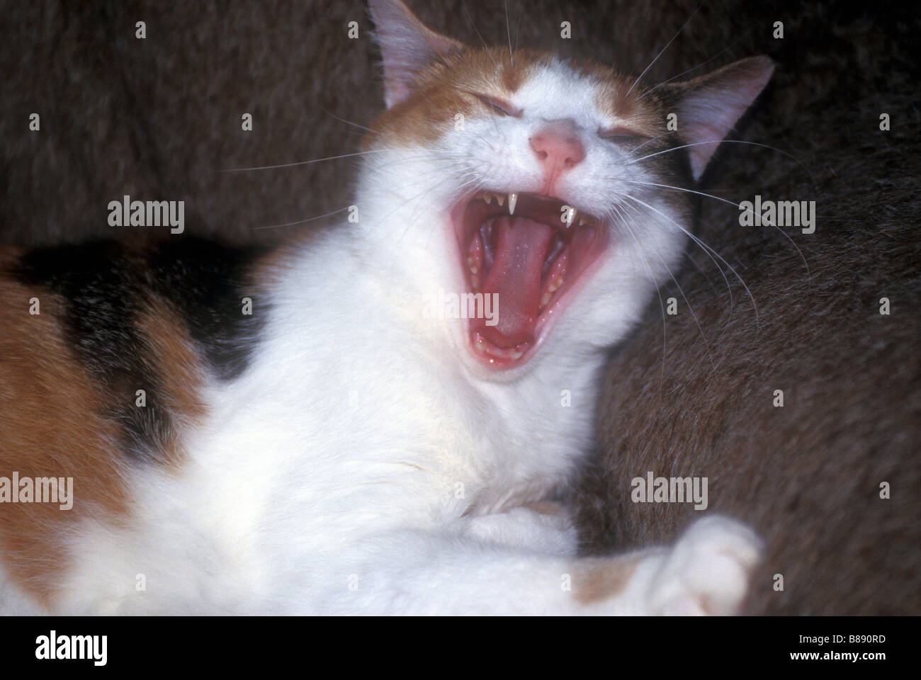 Big pointy ears hi-res stock photography and images - Alamy