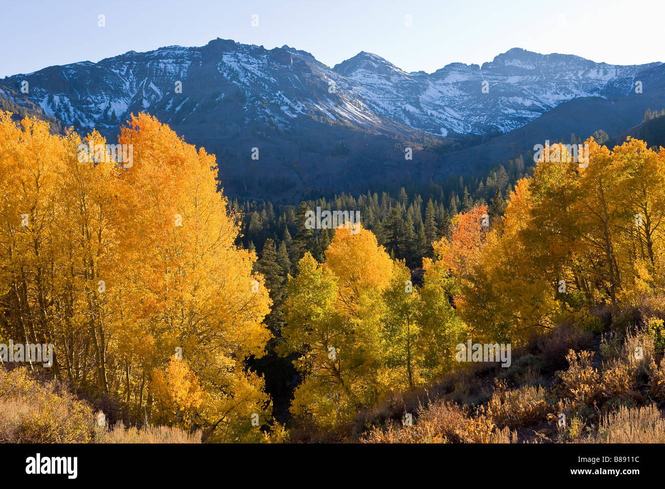 aspen trees (Populus tremuloides) in fall colors Sonora Pass Sierra ...