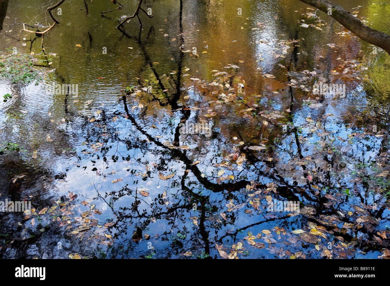 fall colors reflected in the waters of Manatee Springs State Park along ...