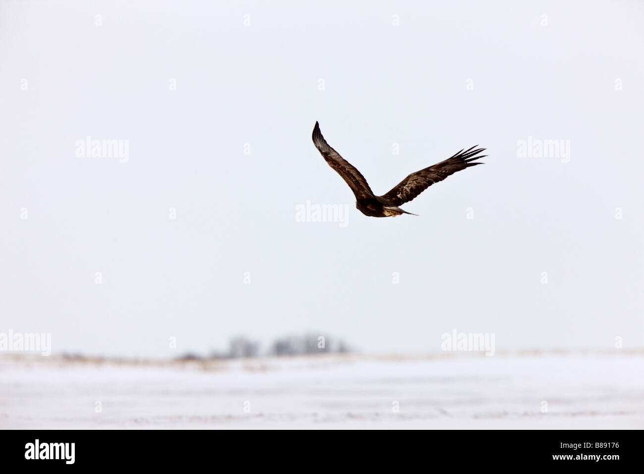 Golden Eagle in Flight Canada Stock Photo - Alamy