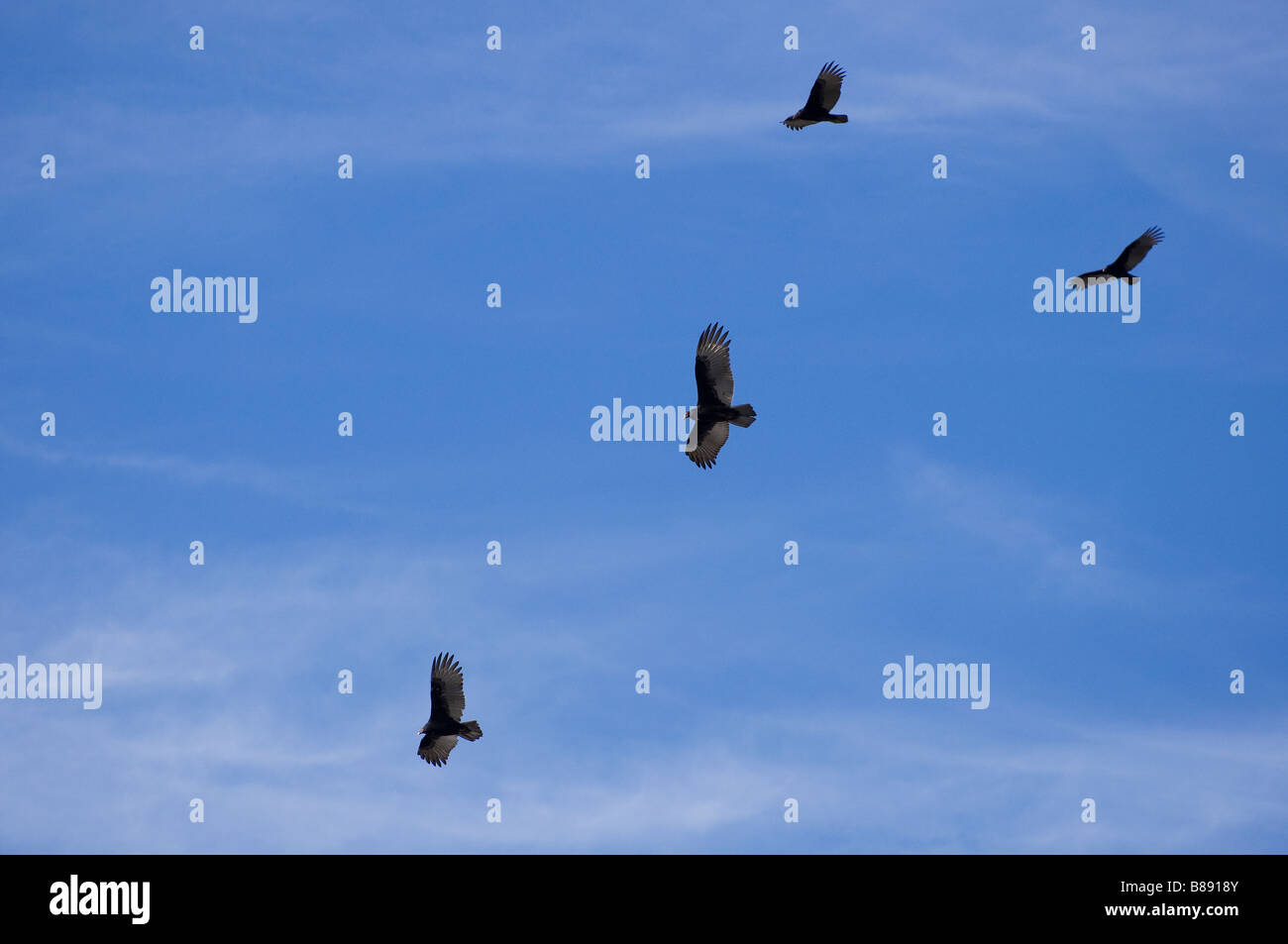 Bird circling overhead hi-res stock photography and images - Alamy