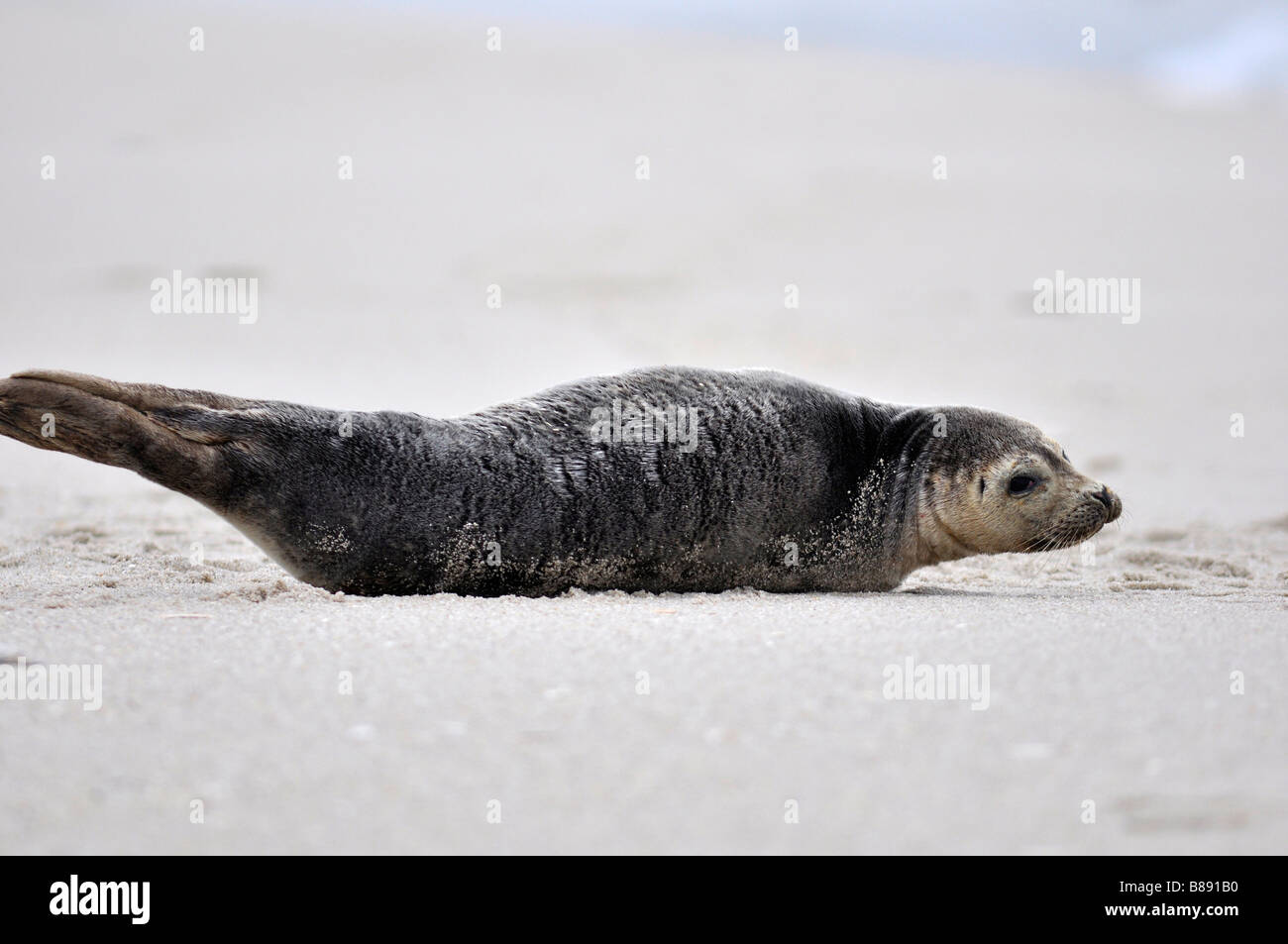 seal laying on beach with back turned Stock Photo - Alamy