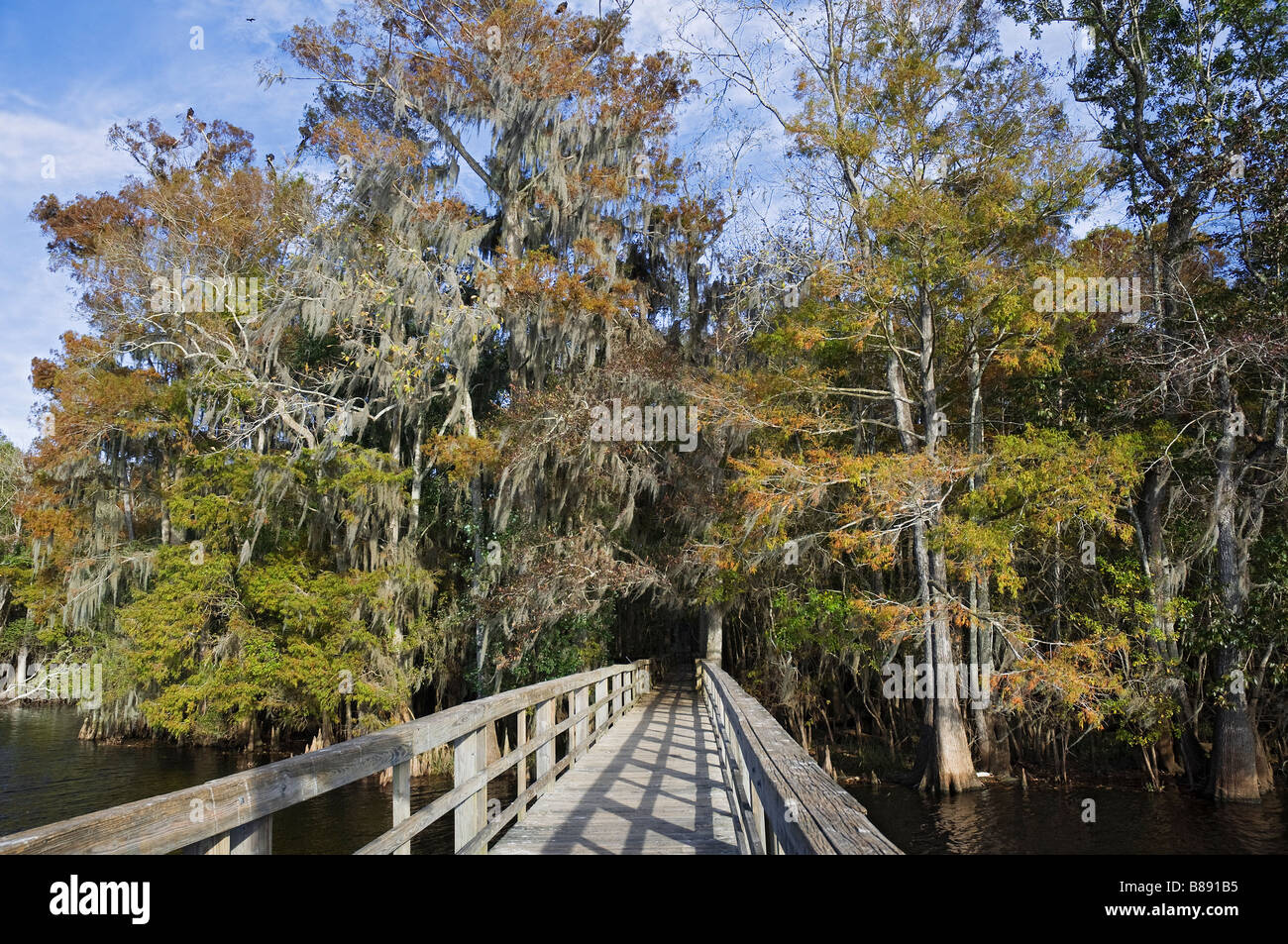 boardwalk and fall colors at Manatee Springs State Park along the ...