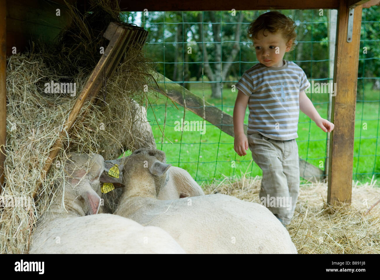 A young boy plays with sheep whilst on holiday Stock Photo - Alamy