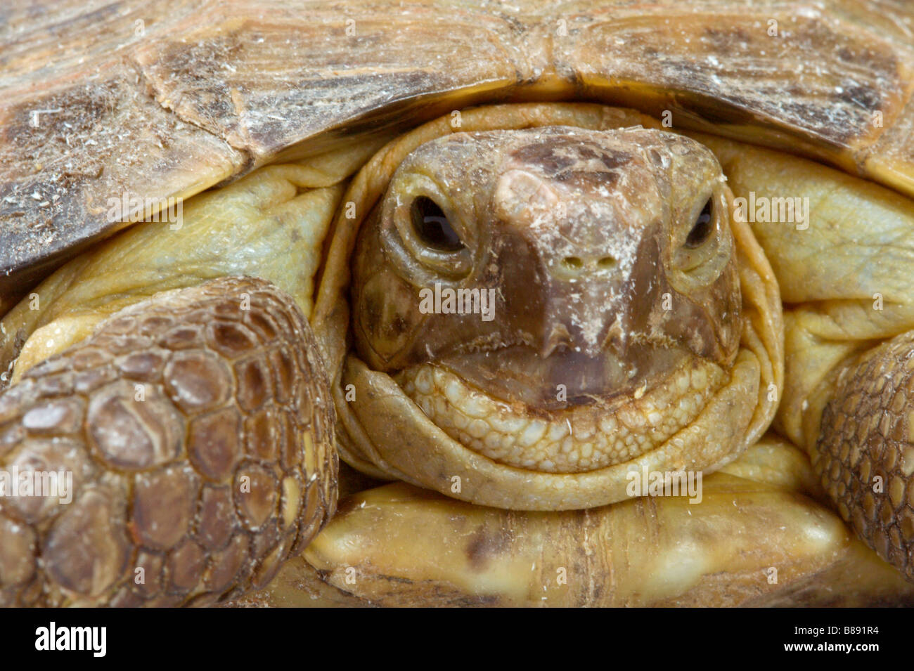 Young overland turtle Stock Photo - Alamy