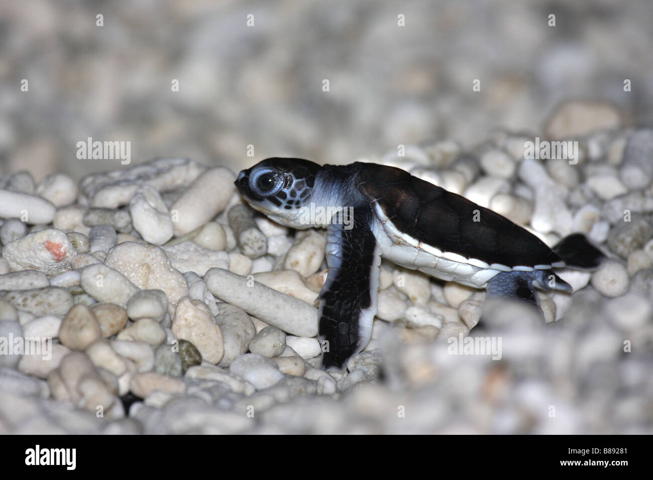 Baby sea turtle hi-res stock photography and images - Alamy