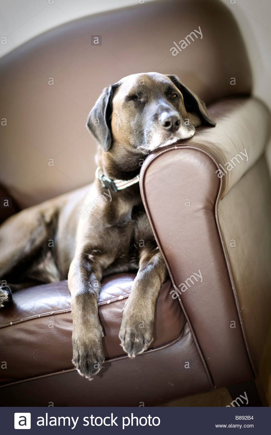 Lazy Dogs Stock Photos & Lazy Dogs Stock Images - Alamy