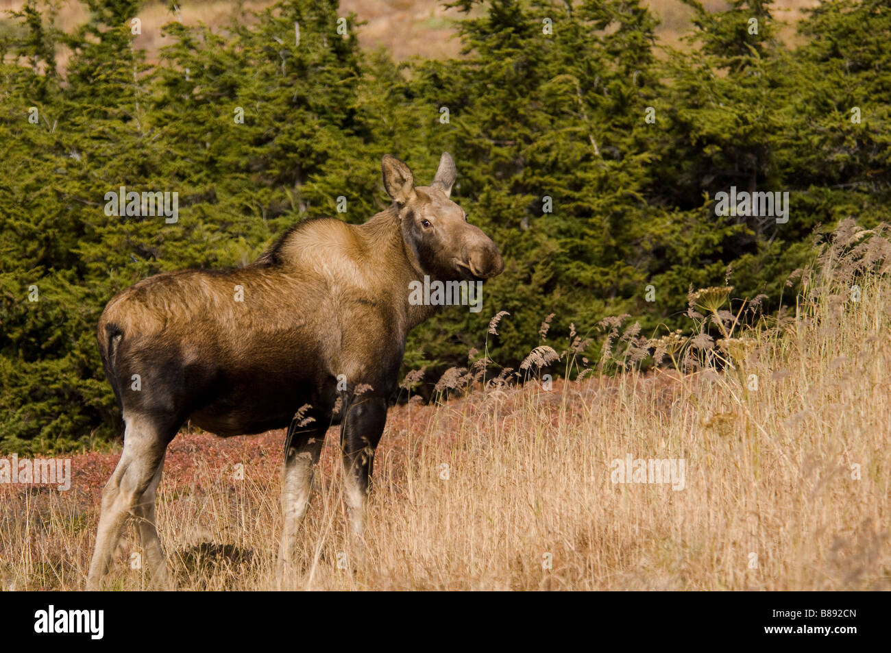 Fall in alaska hi-res stock photography and images - Alamy