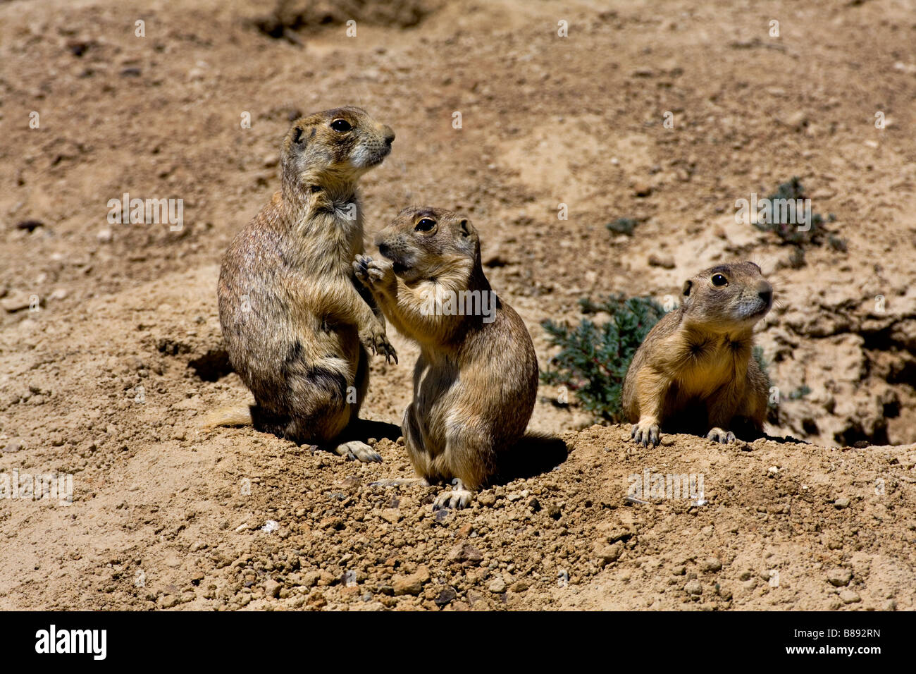 Dog family hi-res stock photography and images - Alamy