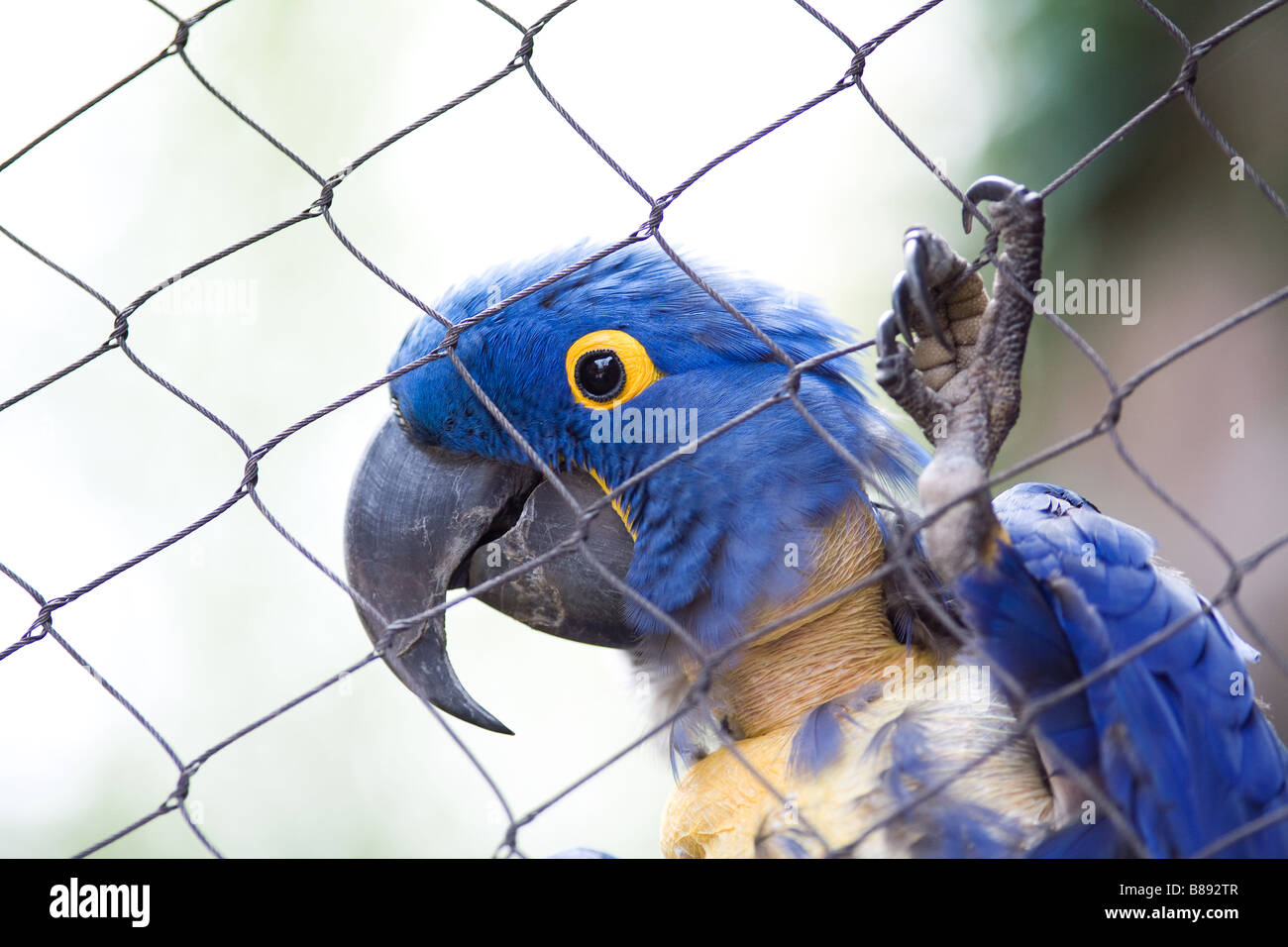 Portrait of a parrot Stock Photo - Alamy