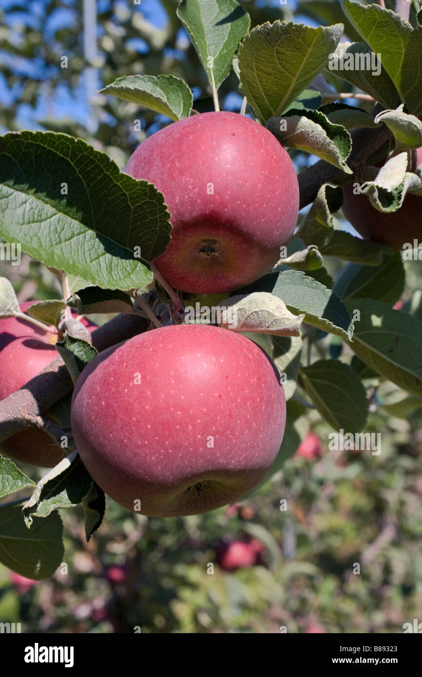Apples on a vine ready for picking Stock Photo - Alamy