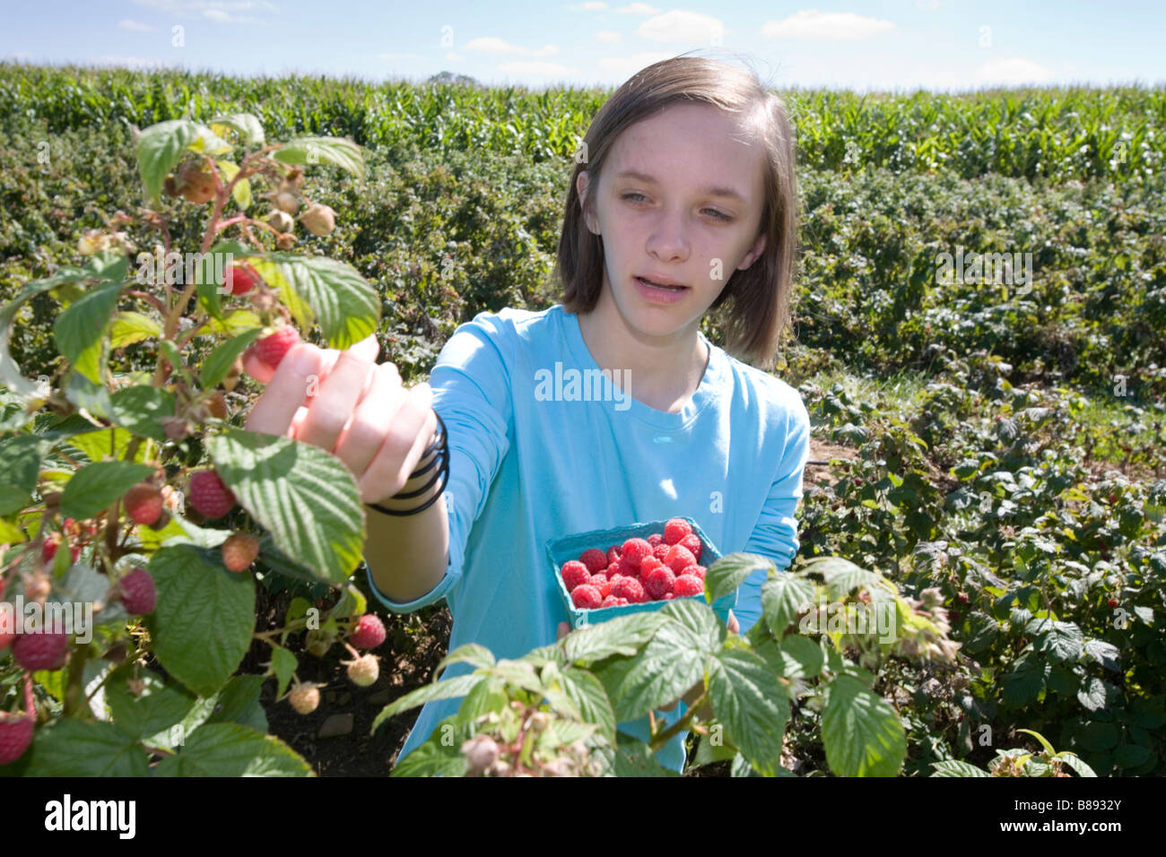Woman picks raspberries hi-res stock photography and images - Alamy