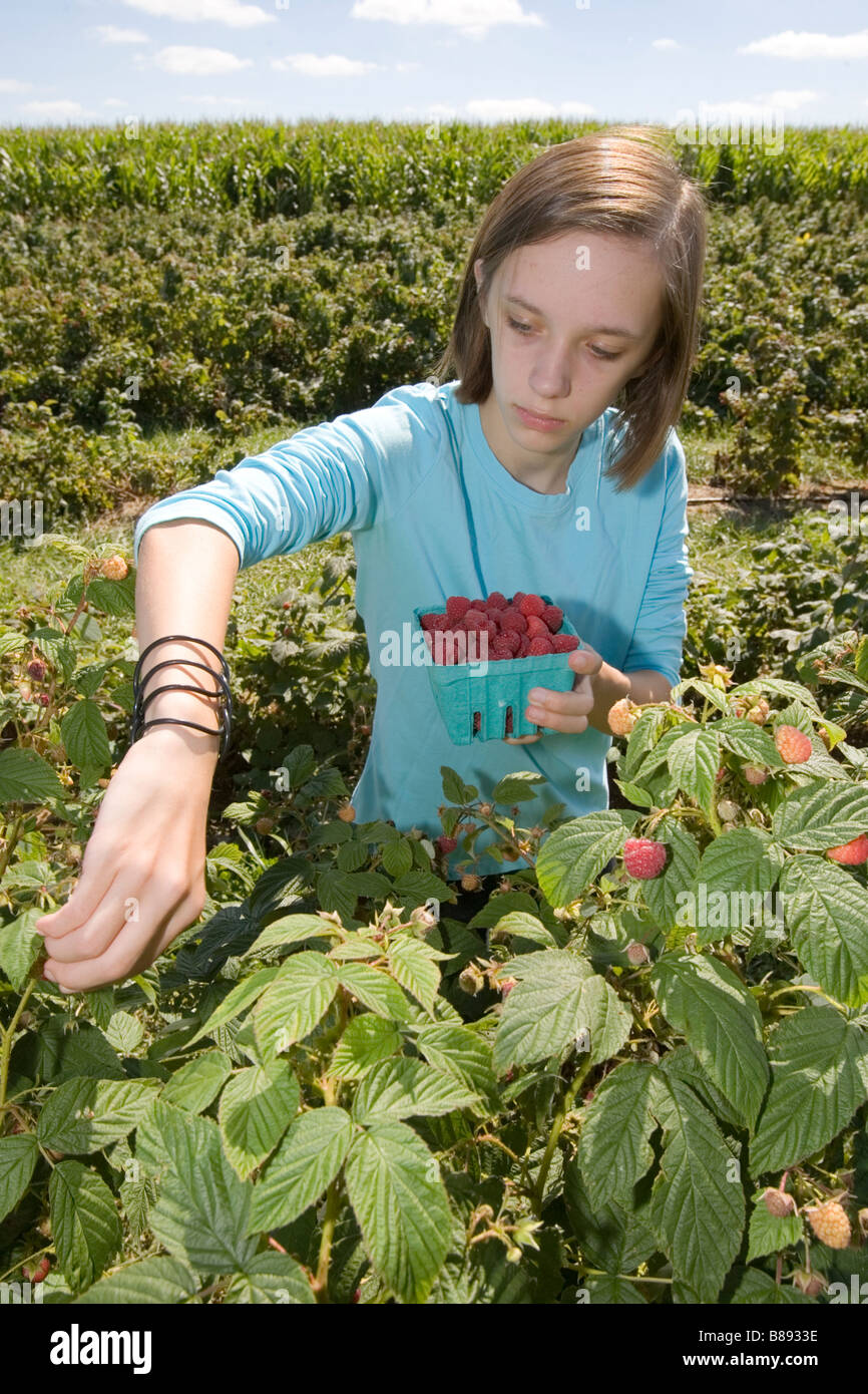 Woman picks raspberries hi-res stock photography and images - Alamy