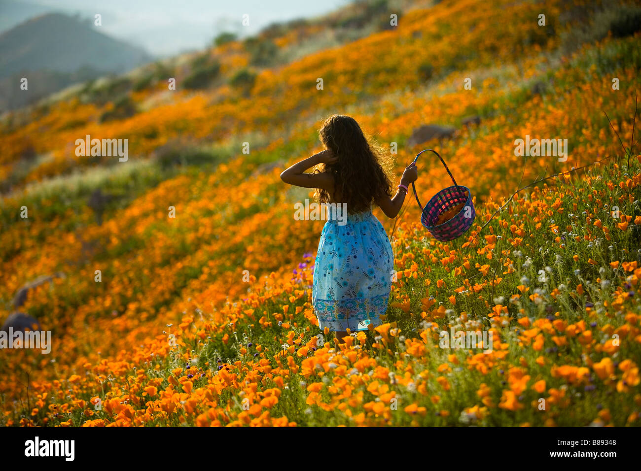 little girl 7 years old picking california poppies off of a hillside in ...