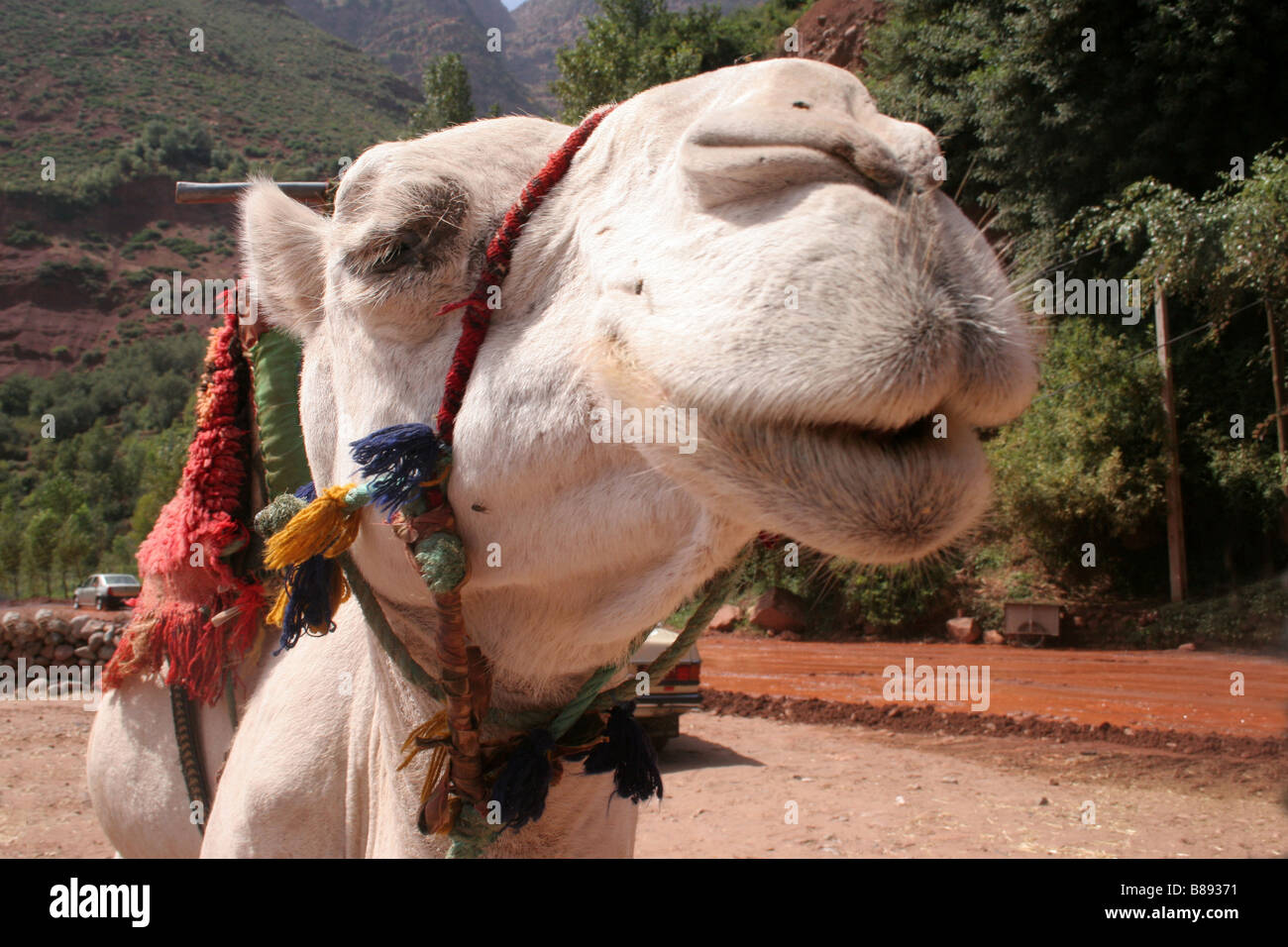Camel's nose hi-res stock photography and images - Alamy
