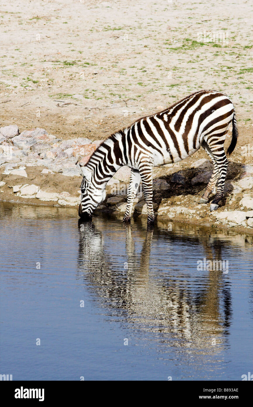 Zebra drinking water with reflection hi-res stock photography and ...