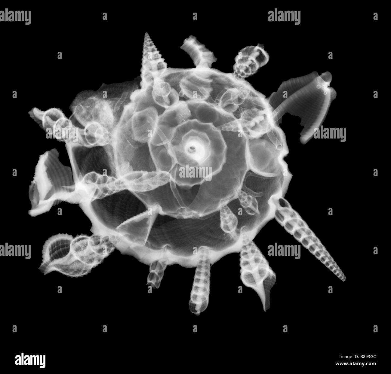 An X-ray of a carrier shell Stock Photo - Alamy