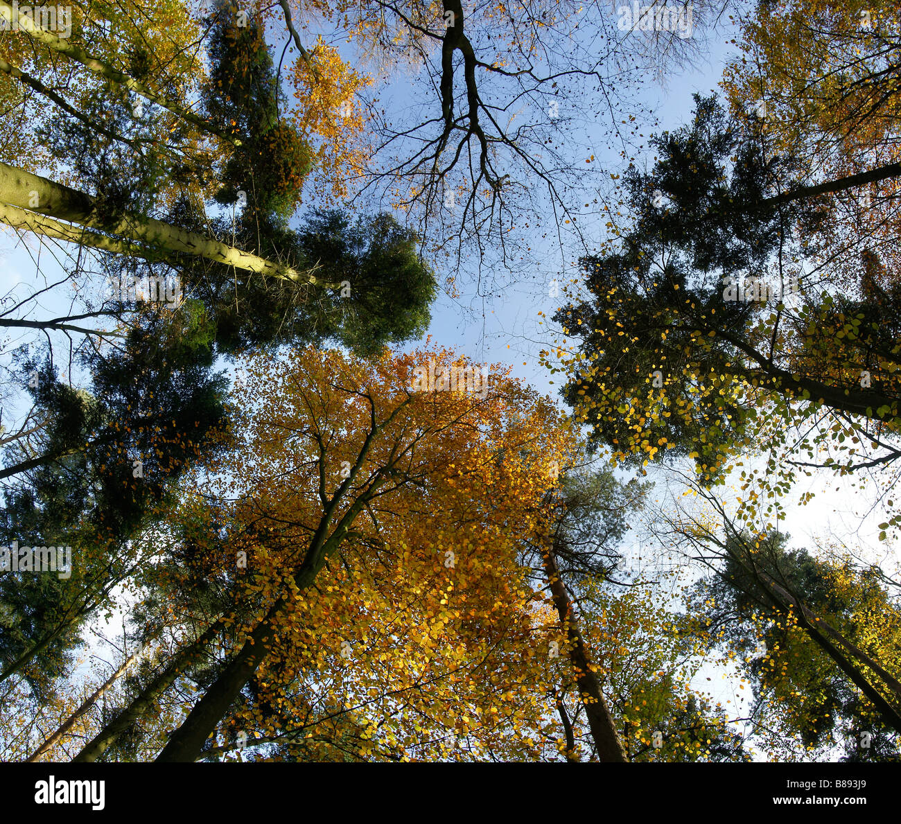 Autumn treetops hi-res stock photography and images - Alamy