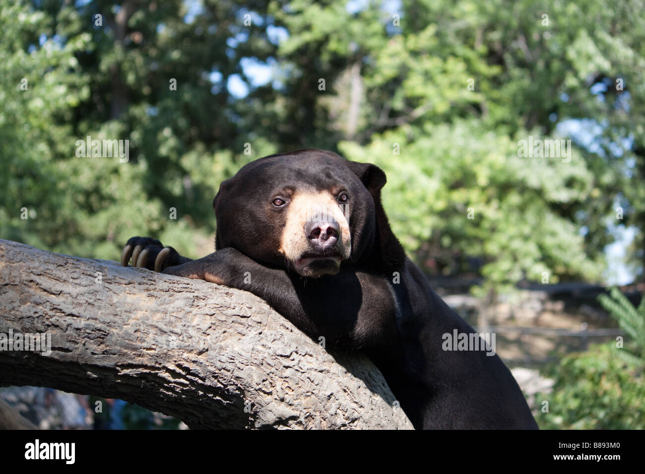 Sun bear in a tree Stock Photo - Alamy