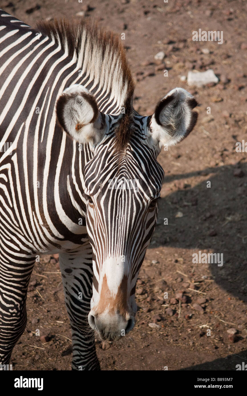 Zebra shadow hi-res stock photography and images - Alamy