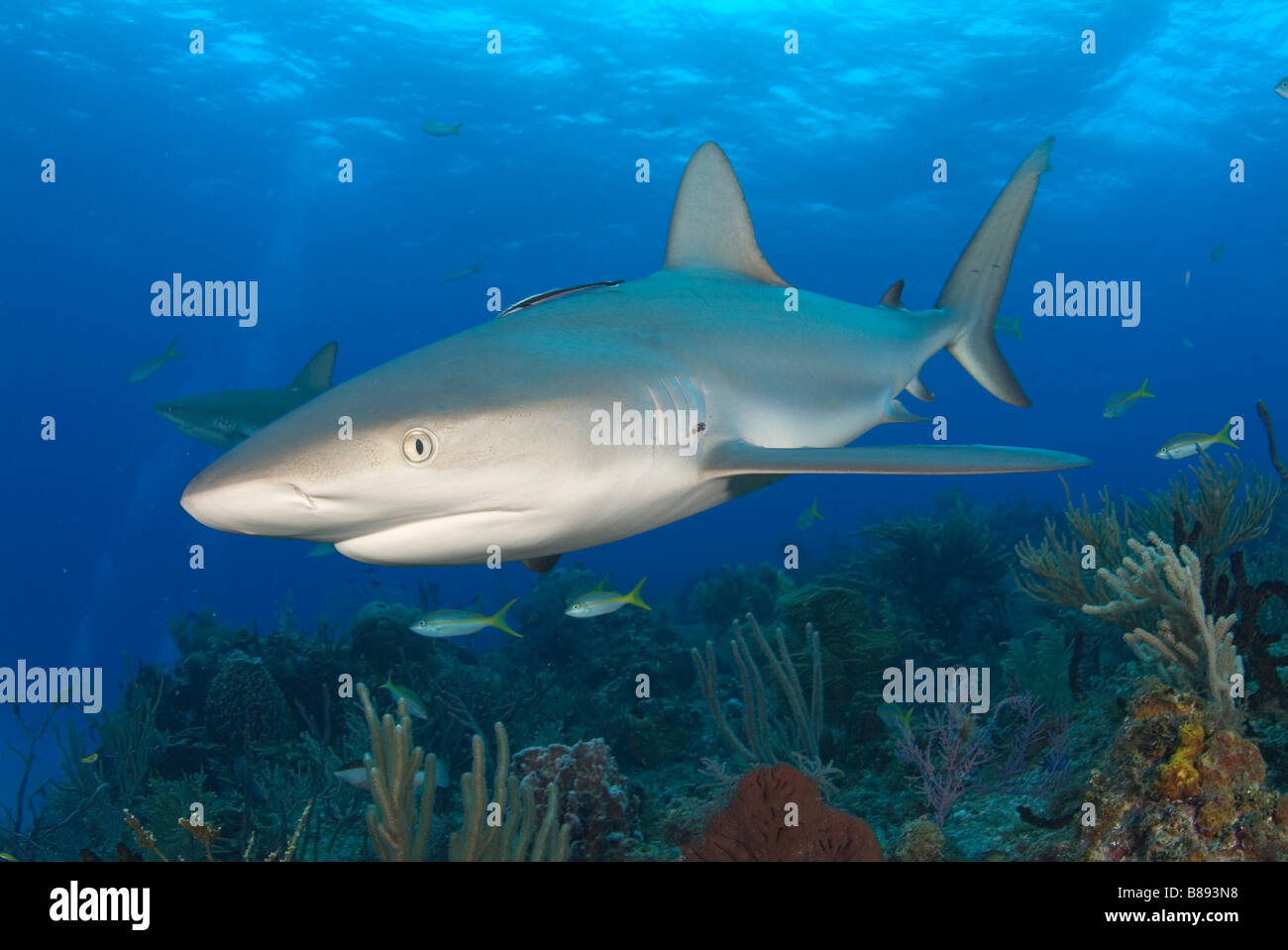 Caribbean Reef Shark Carcharhinus perezi Bahamas Stock Photo - Alamy