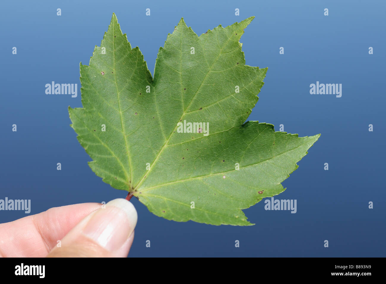 Hand held leaf hi-res stock photography and images - Alamy