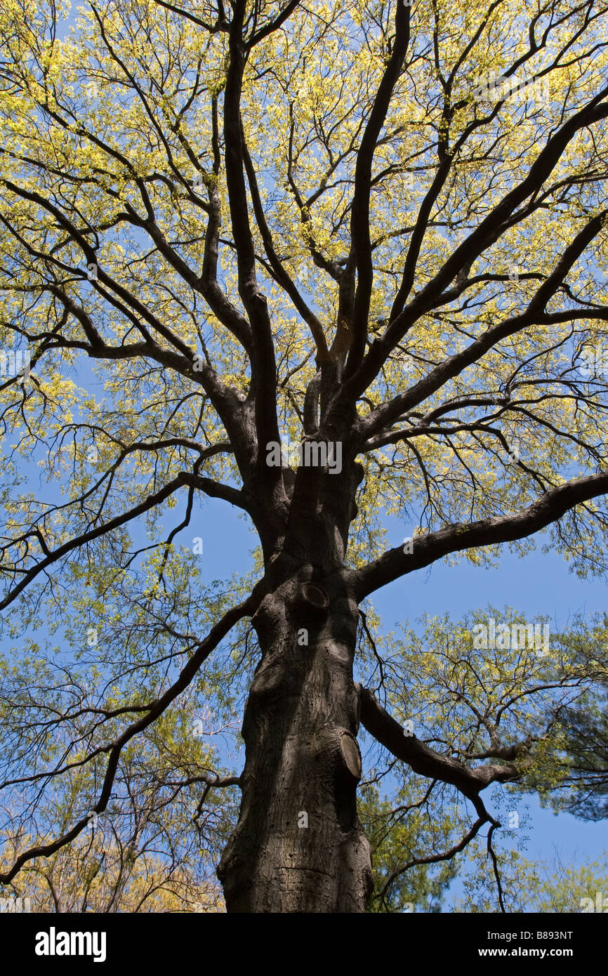 Giant mystic tree hi-res stock photography and images - Alamy