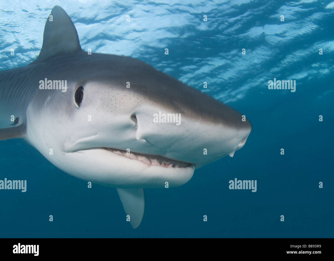 Tiger Shark Galeocerdo cuvier Bahamas Caribbean Sea Stock Photo - Alamy