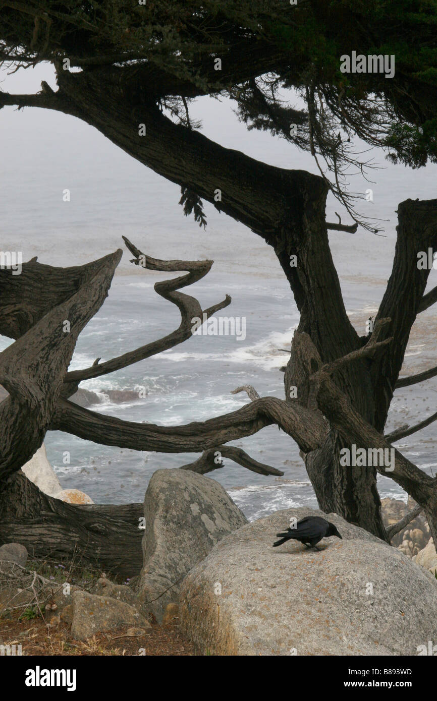 Crow on rock beneath wind swept tree on the foggy coast Pebble Beach ...