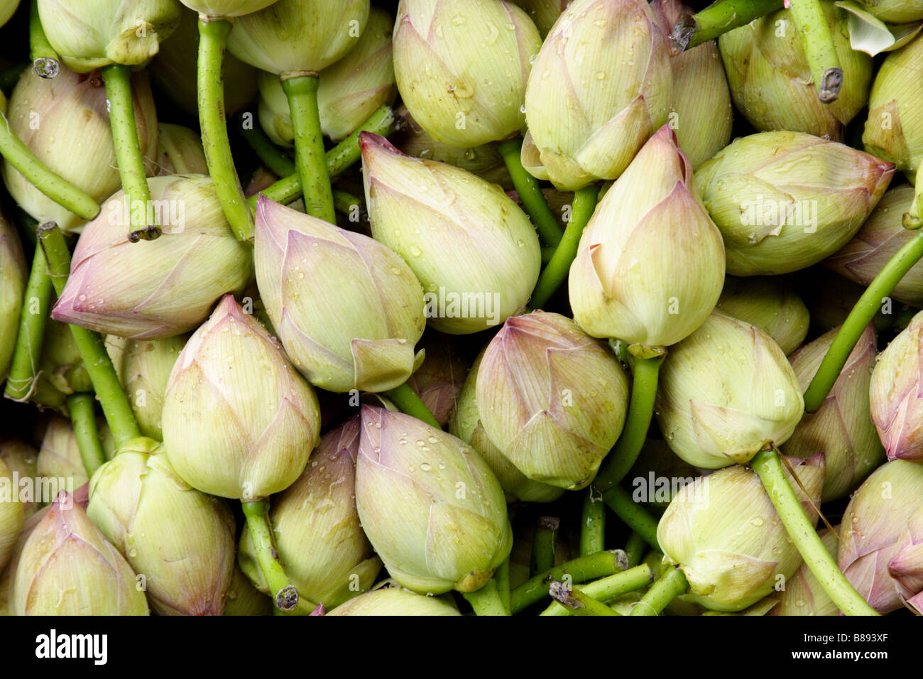 Lotus buds hi-res stock photography and images - Alamy
