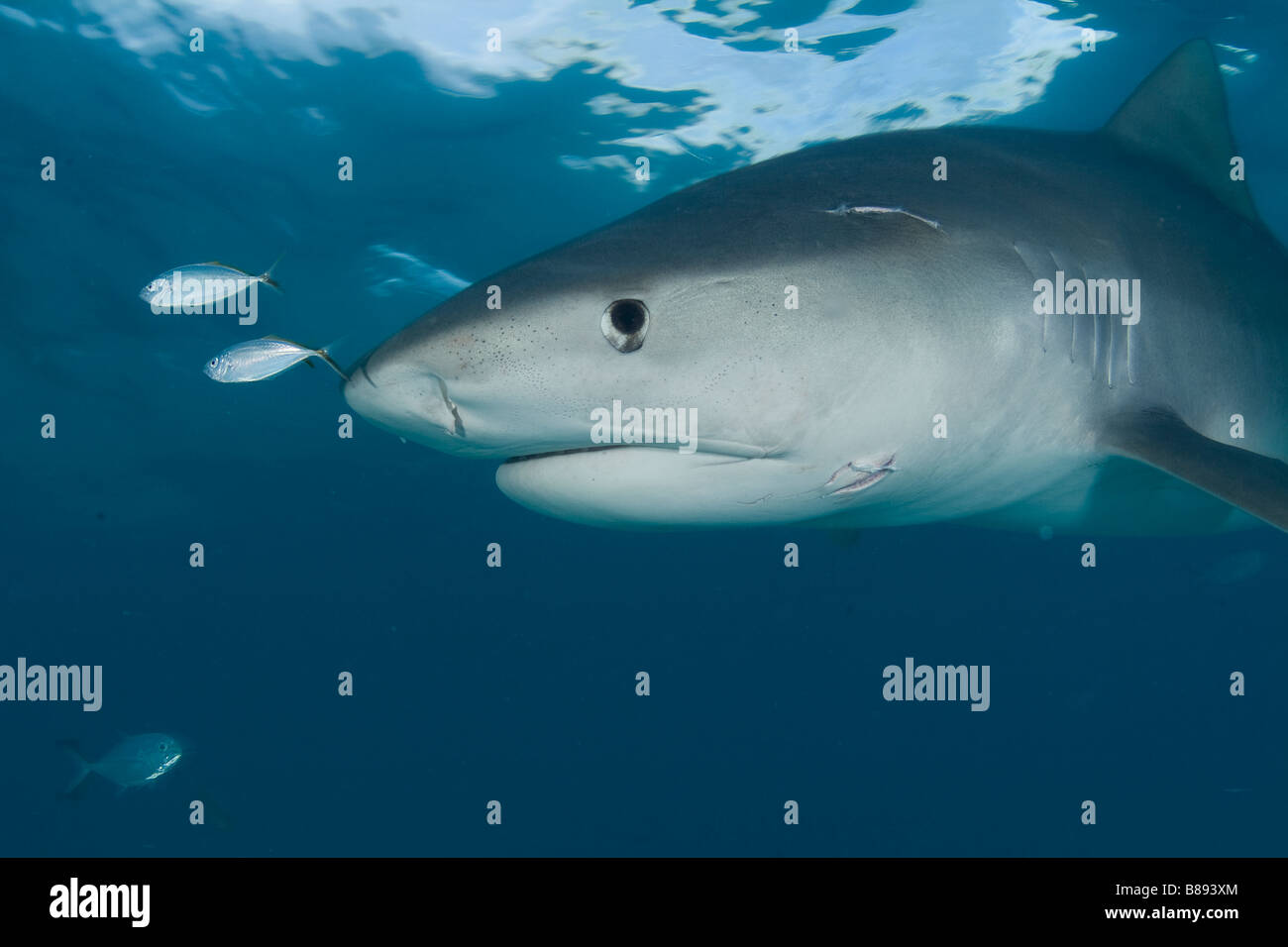 Tiger Shark Galeocerdo cuvier Bahamas Caribbean Sea Stock Photo - Alamy