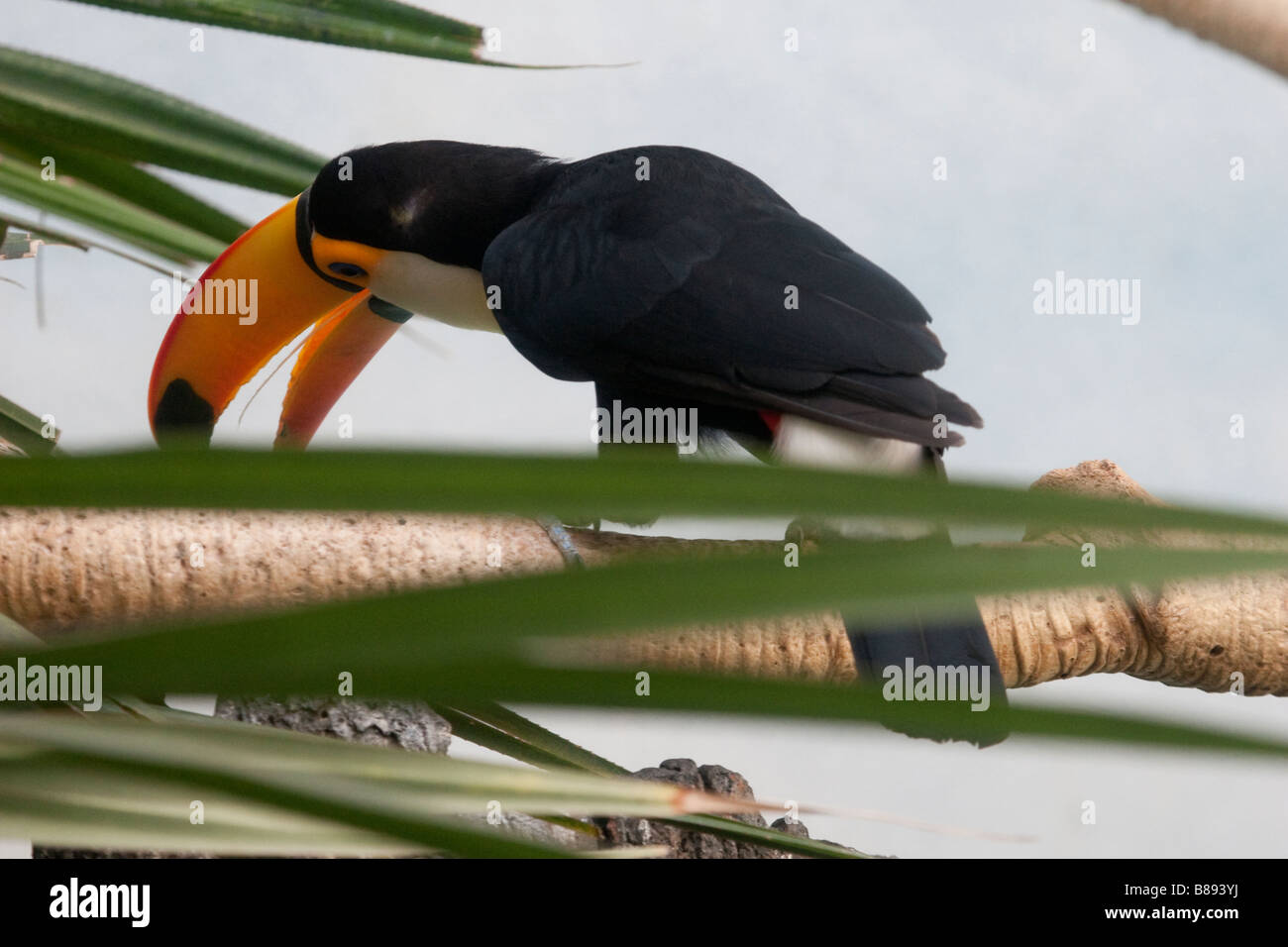 Toco toucan eating hi-res stock photography and images - Alamy