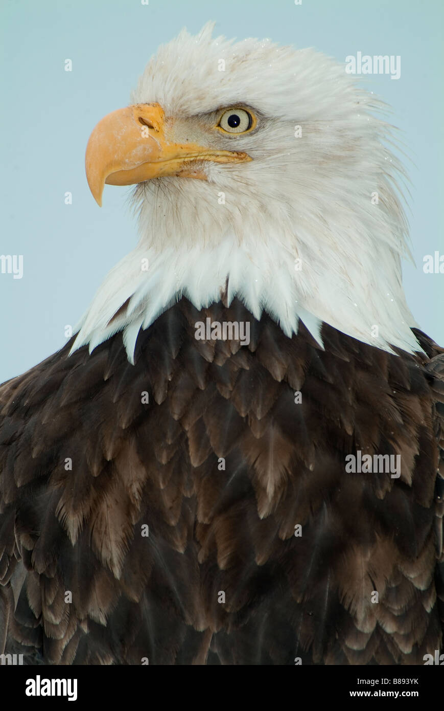 bald eagle Haliaeetus leucocephalus Homer Alaska Stock Photo - Alamy