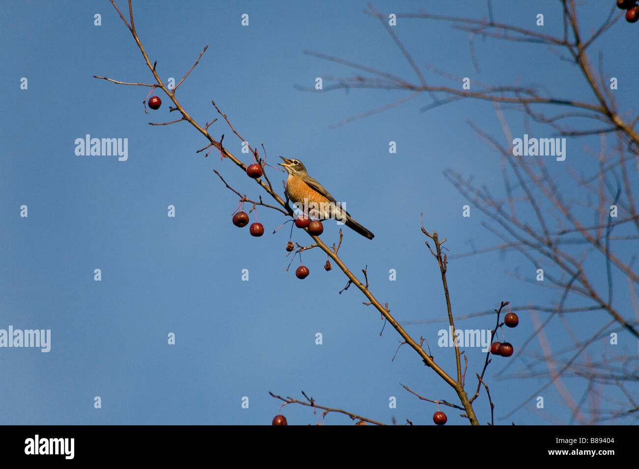 Singing crab hi-res stock photography and images - Alamy