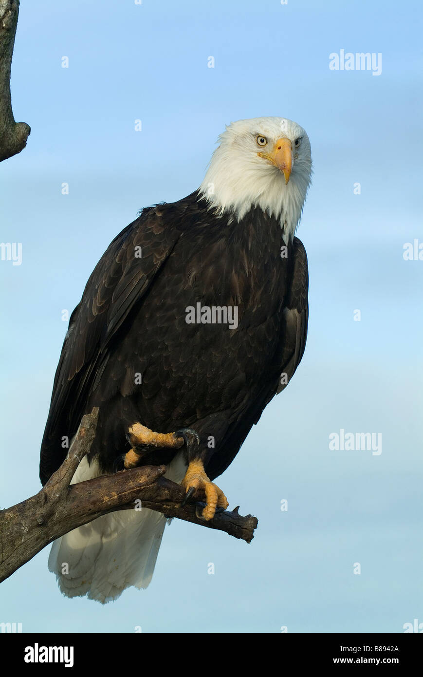 bald eagle Haliaeetus leucocephalus Homer Alaska Stock Photo - Alamy