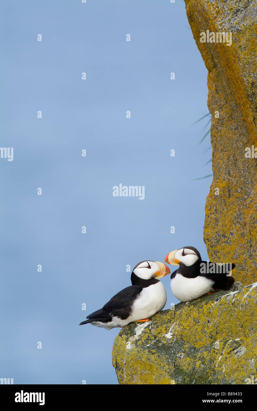Horned puffin at nest hi-res stock photography and images - Alamy