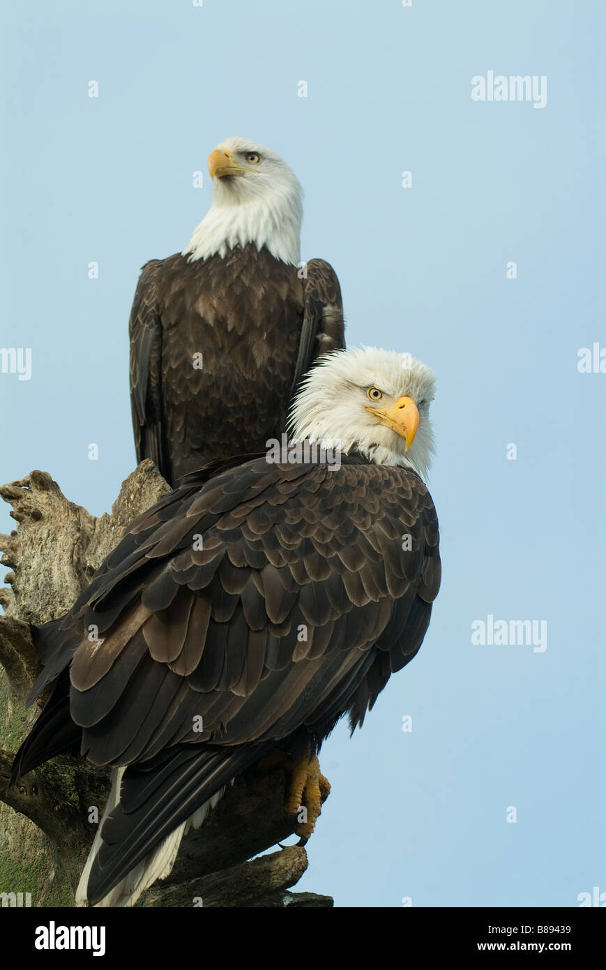 bald eagle Haliaeetus leucocephalus Homer Alaska Stock Photo - Alamy