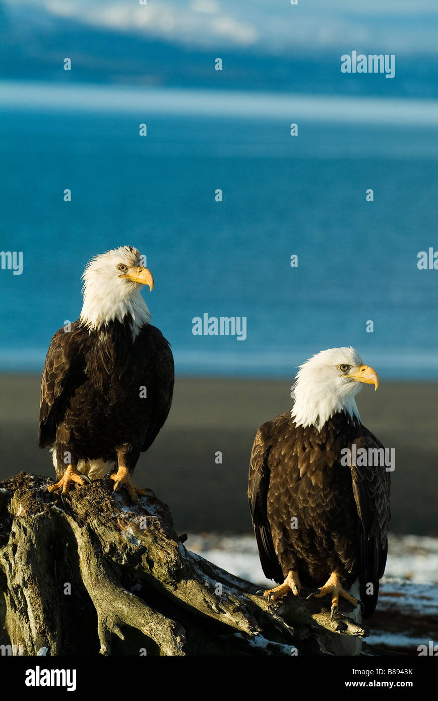 bald eagle Haliaeetus leucocephalus Homer Alaska Stock Photo - Alamy