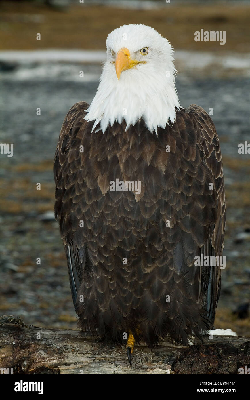 bald eagle Haliaeetus leucocephalus Homer Alaska Stock Photo - Alamy