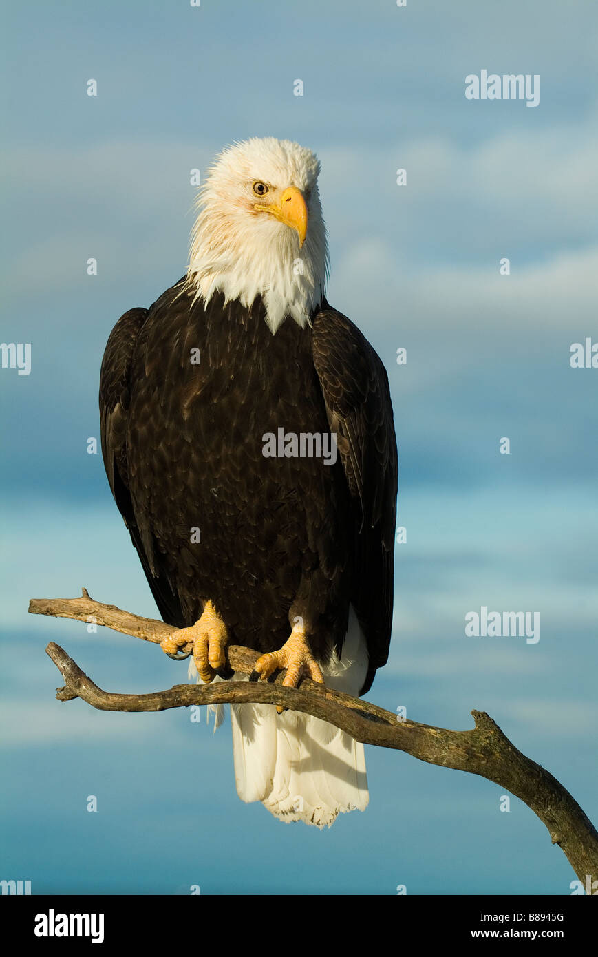 bald eagle Haliaeetus leucocephalus Homer Alaska Stock Photo - Alamy