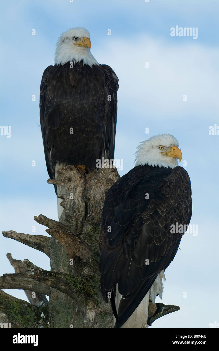 Southeast alaska eagles hi-res stock photography and images - Alamy