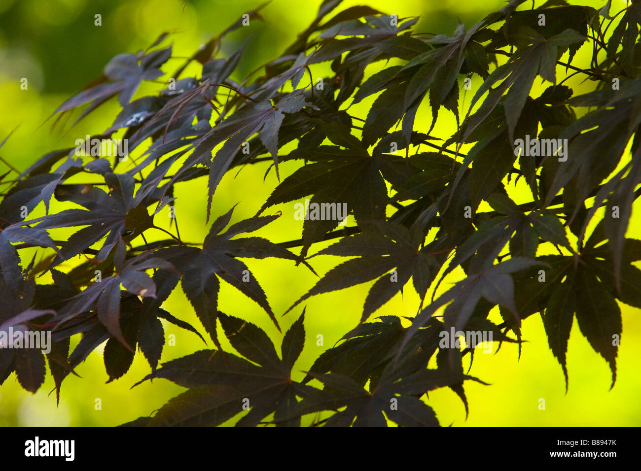 Japanese maple tree branch in spring Stock Photo - Alamy