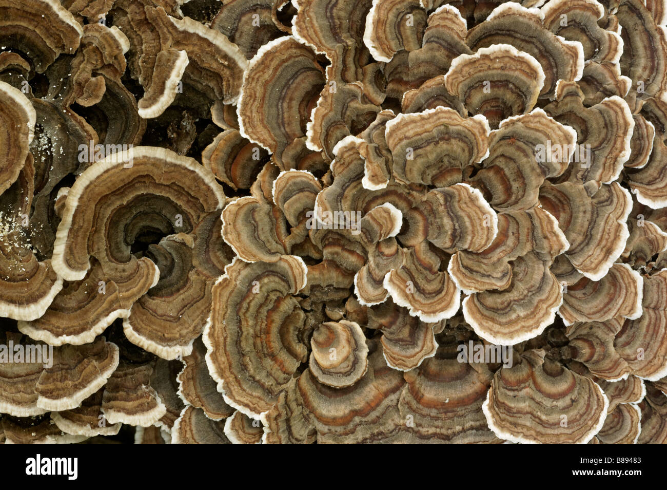 Banded bracket fungus Stock Photo - Alamy