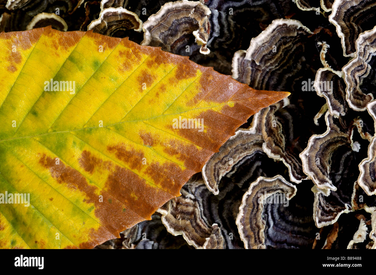 Fungus on leaf hi-res stock photography and images - Alamy