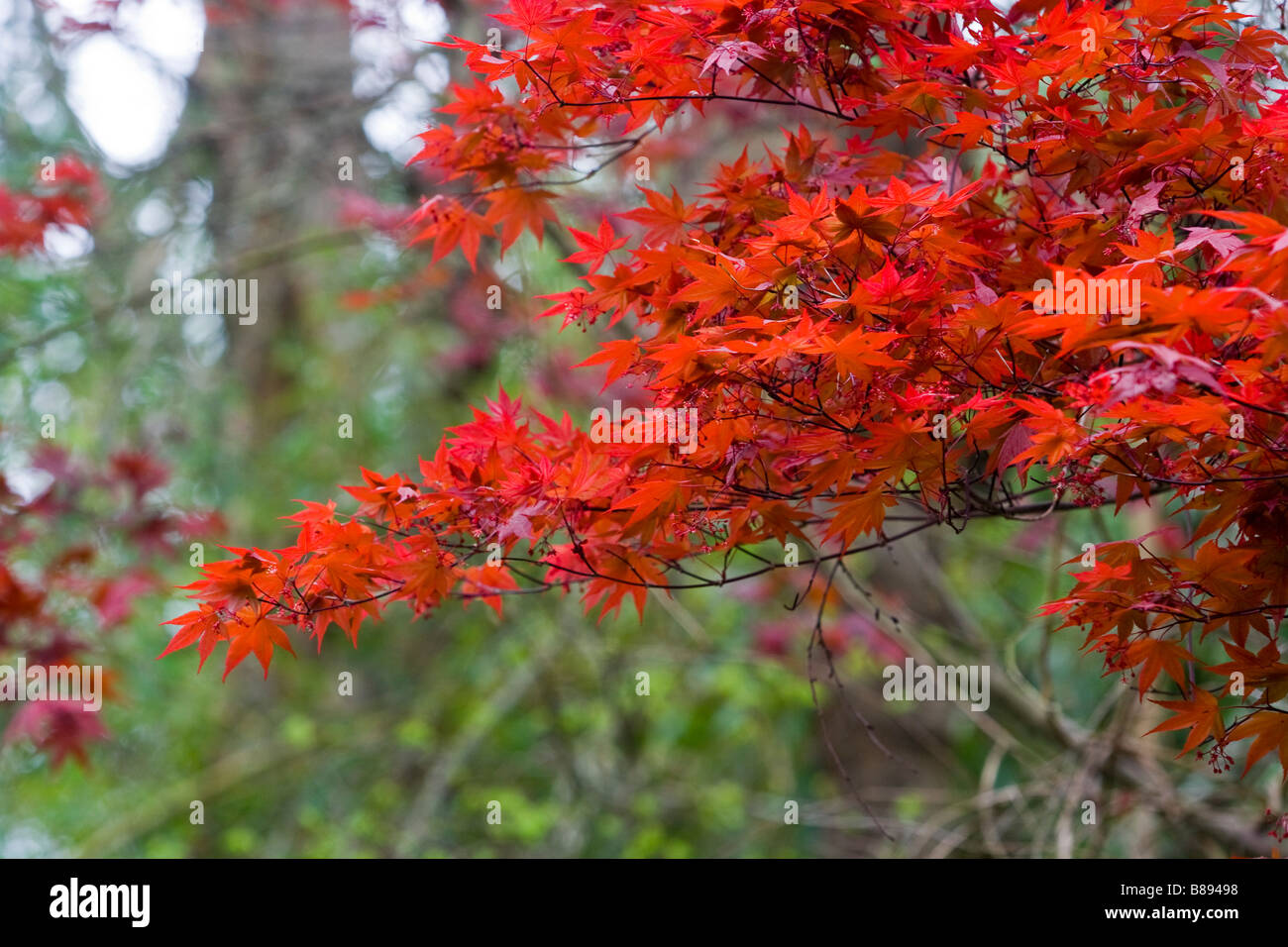 Japanese maple tree hi-res stock photography and images - Alamy