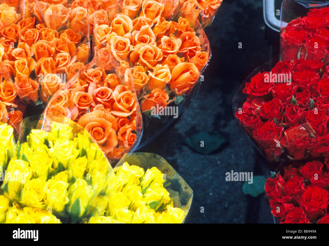 Bundles of roses wait in buckets of water Stock Photo - Alamy